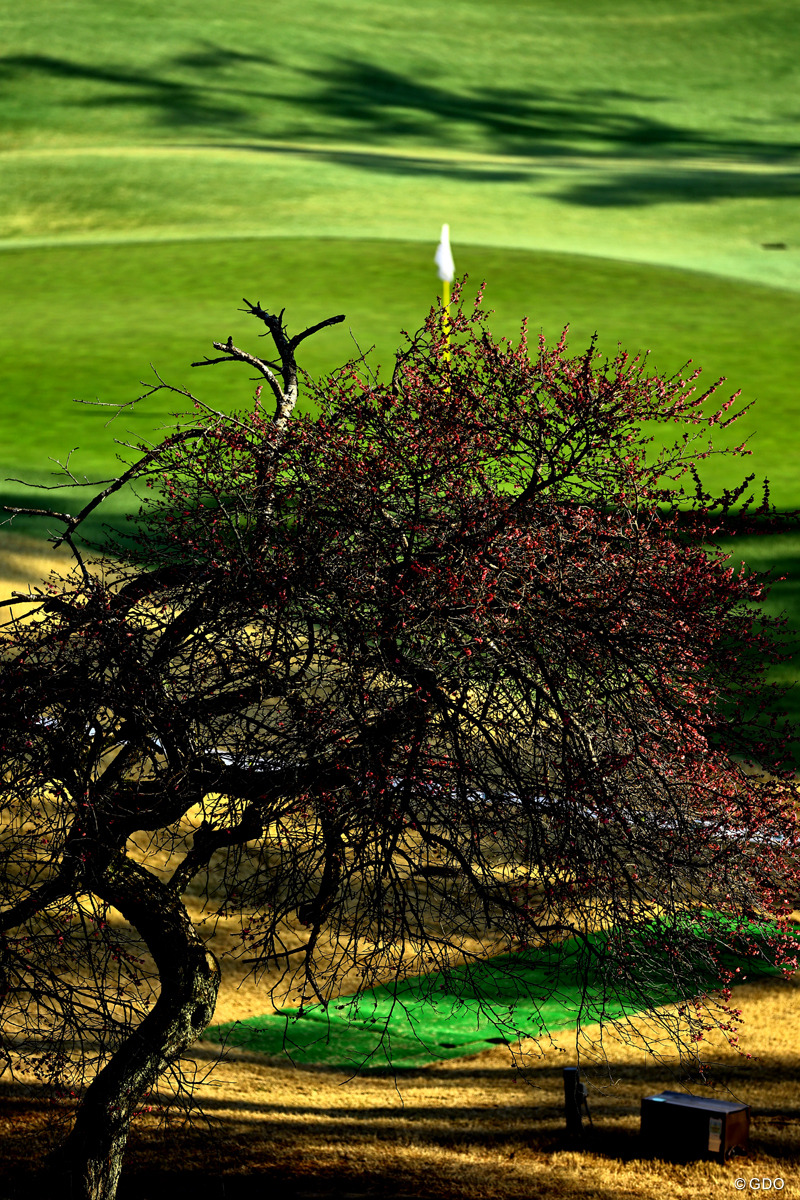 2025年 Vポイント×SMBC レディスゴルフトーナメント 2日目 コース｜GDO ゴルフダイジェスト・オンライン