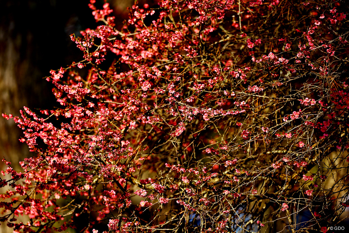 2025年 Vポイント×SMBC レディスゴルフトーナメント 2日目 コース｜GDO ゴルフダイジェスト・オンライン